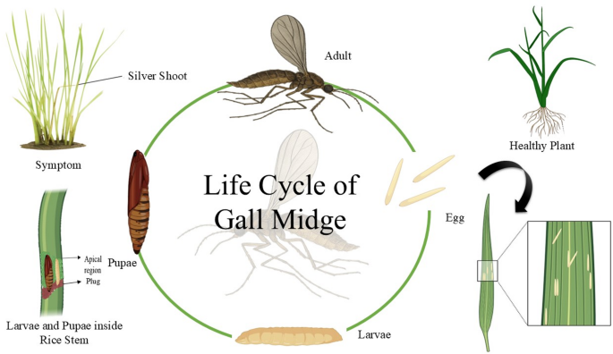 Molecular, genetic and biochemical strategies: rice’s arsenal against ...