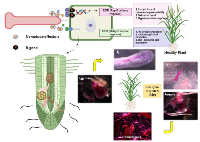 From germplasm to genomics: integrated breeding and omics approaches ...