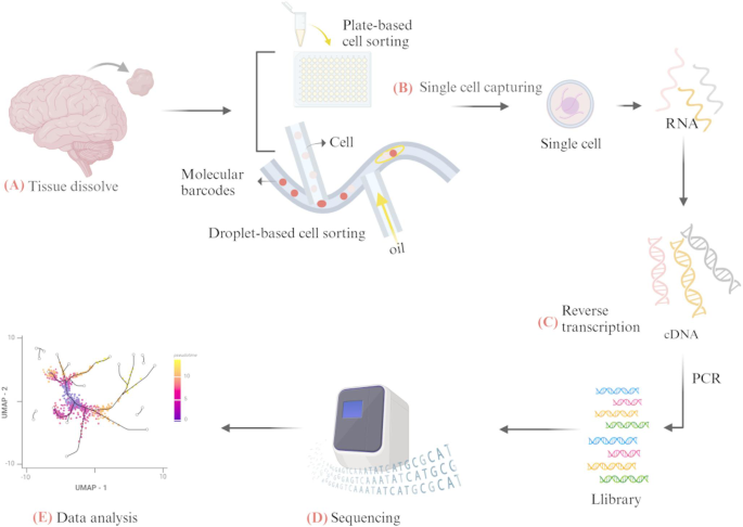 Research progress of single cell RNA sequencing in nervous system ...