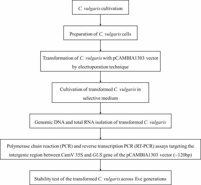 A step-by-step approach to establishing an efficient genetic ...
