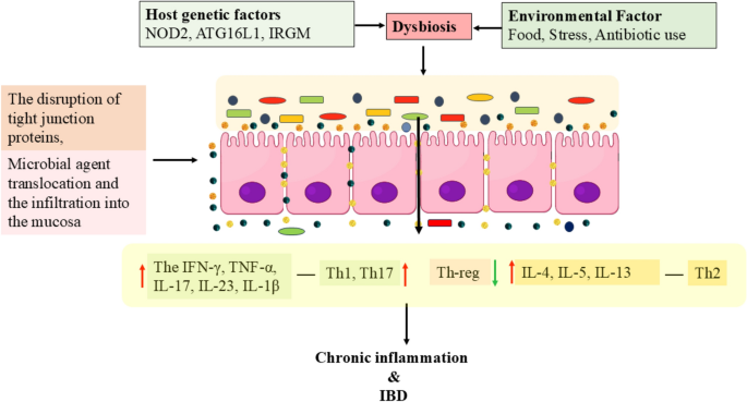 Gut microbiota and inflammatory bowel disease: mechanisms, clinical ...