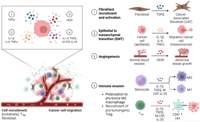 Tumor microenvironment in breast cancer: cellular crosstalk, pathways ...