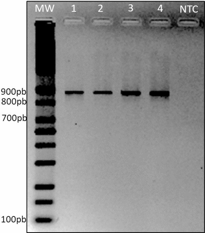 High-resolution melting (HRM) method for genotyping Kappa-Casein (CSN3 ...