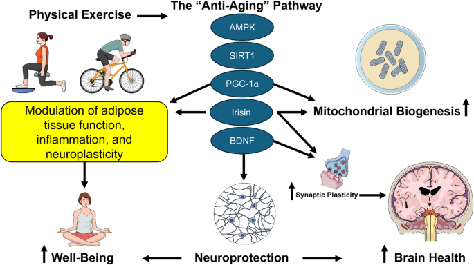 Molecular crosstalk for longevity: exercise and the AMPK/SIRT1/PGC-1α ...