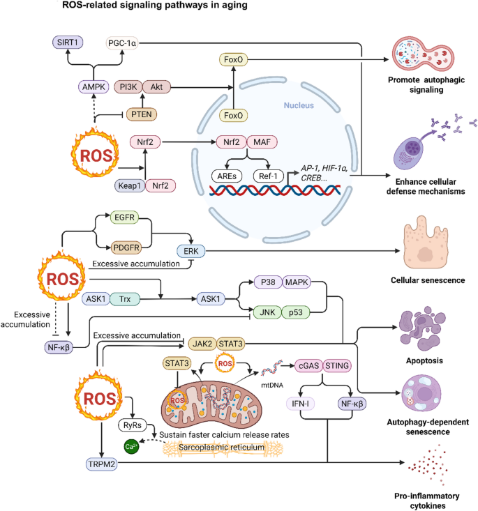 Revisiting ROS: duality in organ aging progression | Molecular Biology ...