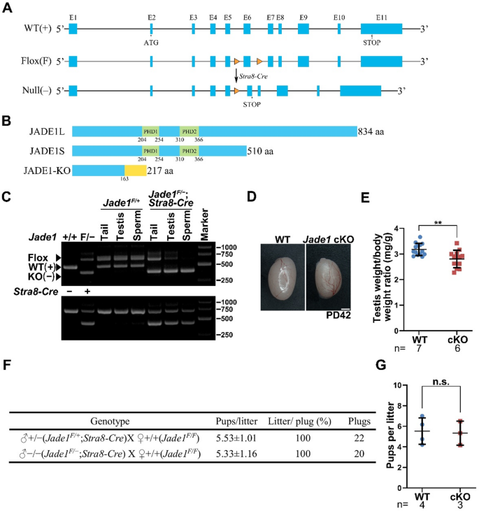 JADE1 is not essential for spermatogenesis and male fertility in mice ...