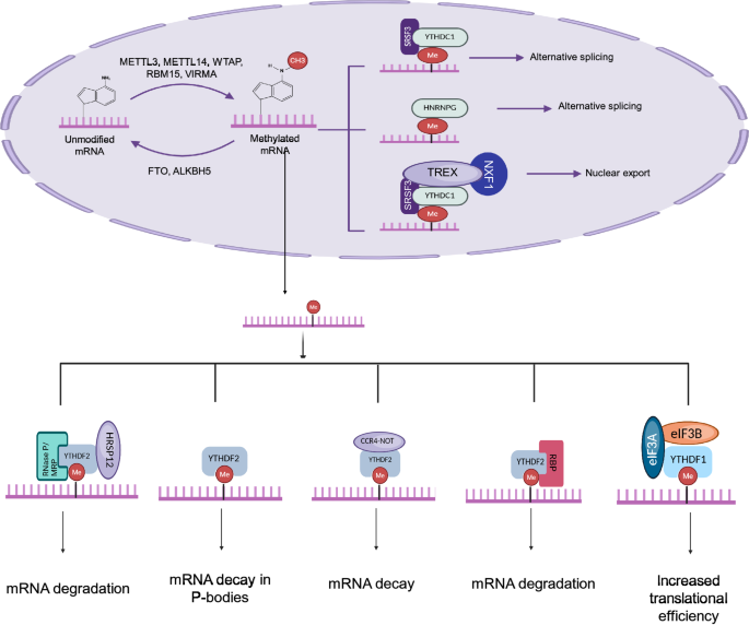 Epitranscriptomic regulation via m6A RNA modification in PCOS ...