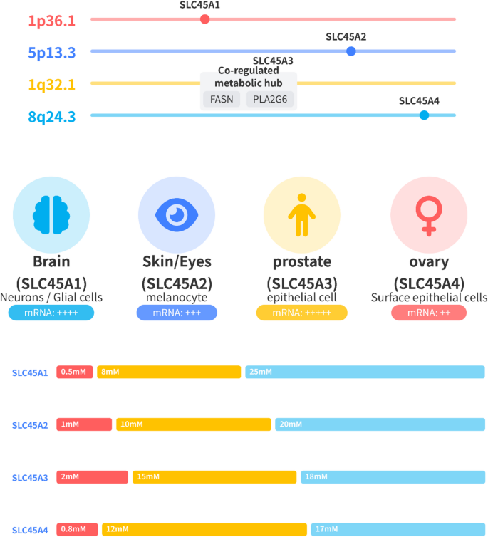 Sugar transporter SLC45 gene family members: roles in malignant tumors ...
