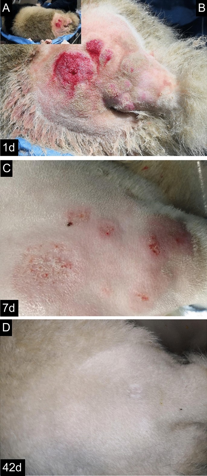 A Giant Panda’s Skin and Hairs Infection of Nannizzia Gypsum on ...