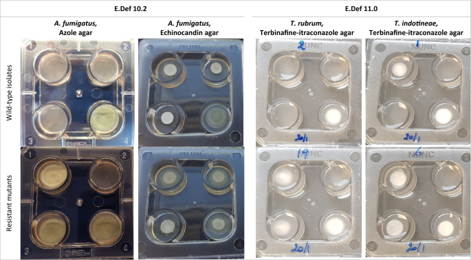 Twenty Years in EUCAST Anti-Fungal Susceptibility Testing: Progress ...