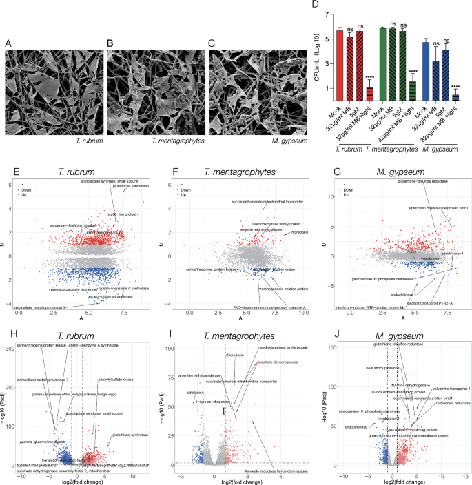 Comparative Transcriptome Analysis of T. rubrum, T. mentagrophytes, and ...