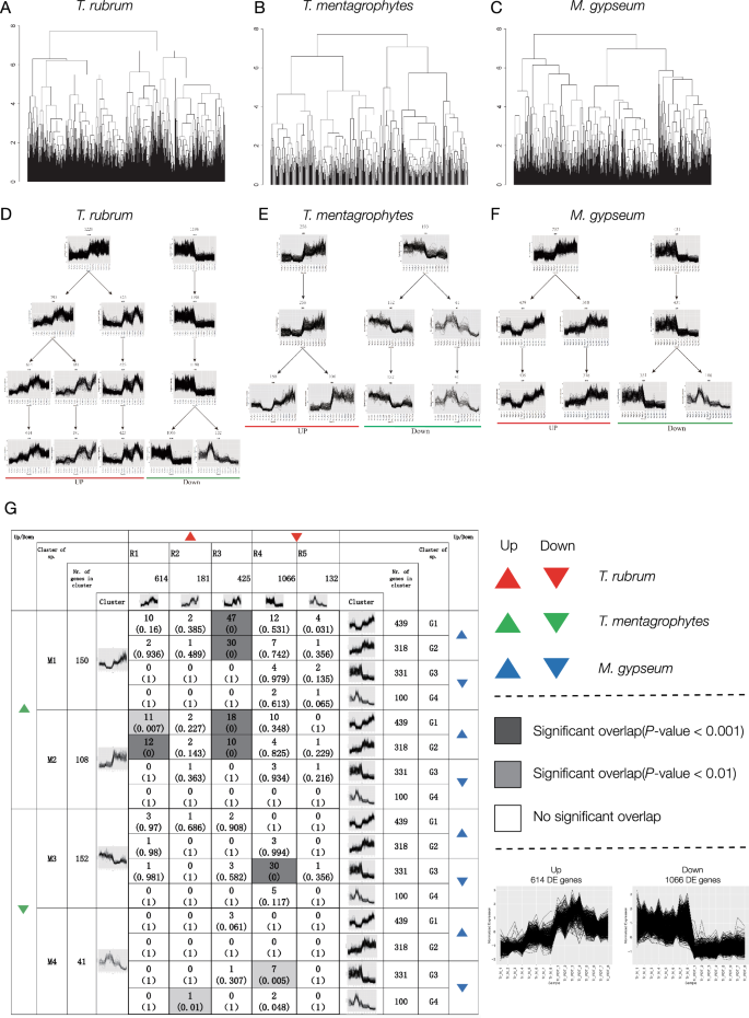 Comparative Transcriptome Analysis of T. rubrum, T. mentagrophytes, and ...