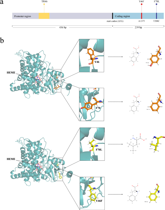 First Isolation of a Multi-azole-Resistant Aspergillus fumigatus cyp51A TR46/Y46F/F70L Mutant in ...