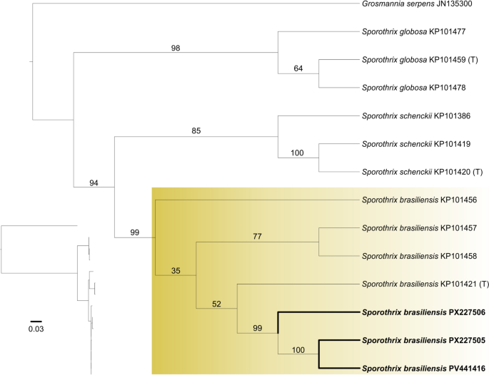 Sporothrix brasiliensis Atypical Dimorphism in Tissue | Mycopathologia ...