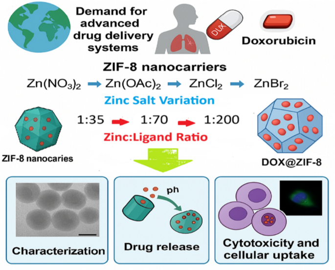 Structural and functional tuning of ZIF-8 nanoparticles via zinc salt ...