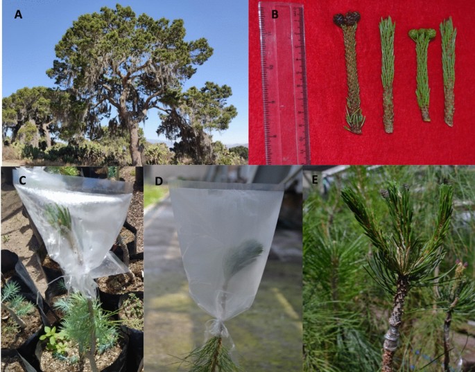 Pinus cembroides, and P. orizabensis grafts, a viable option for pink ...