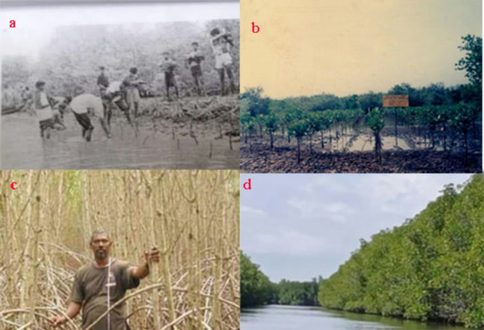 Carbon sequestration potential of 25-year-old planted mangroves ...