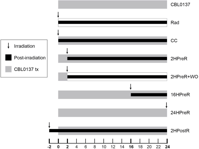 FACT inhibitor CBL0137, administered in an optimized schedule ...