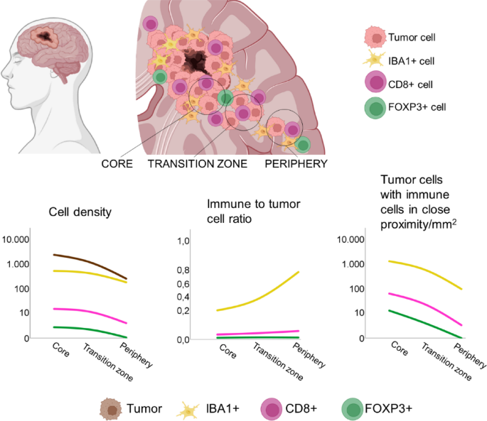 Tumor and immune cell distribution in the tumor core and outer part of ...