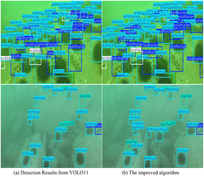 FEFM-YOLO11: Underwater Object Detection Algorithm Based on Improved YOLO11 | Neural Processing ...