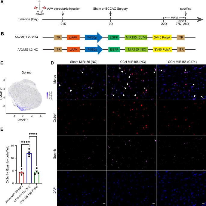 Single-cell RNA Sequencing Identifies a Novel Subtype of Microglia with ...