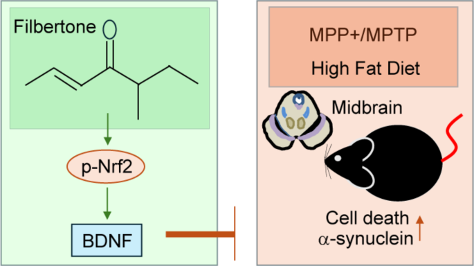 Filbertone-Induced Nrf2 Activation Ameliorates Neuronal Damage via ...