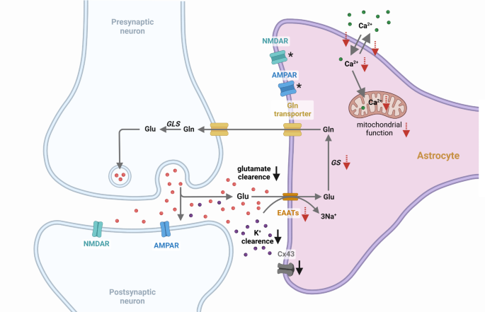 Physiological and Pathological Role of mTOR Signaling in Astrocytes ...