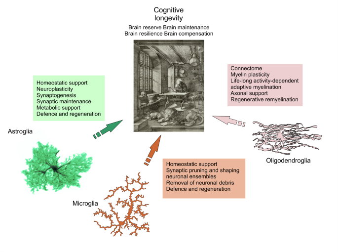 The Role of Neuroglia in Cognitive Longevity | Neurochemical Research ...