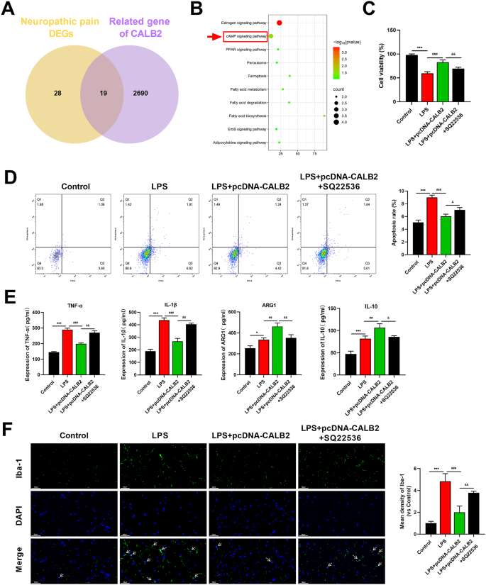 CALB2 Overexpression Attenuates Neuropathic Pain by Inhibiting ...
