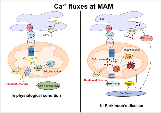 Mitochondrial Calcium Channels and MAM Interaction in Calcium ...