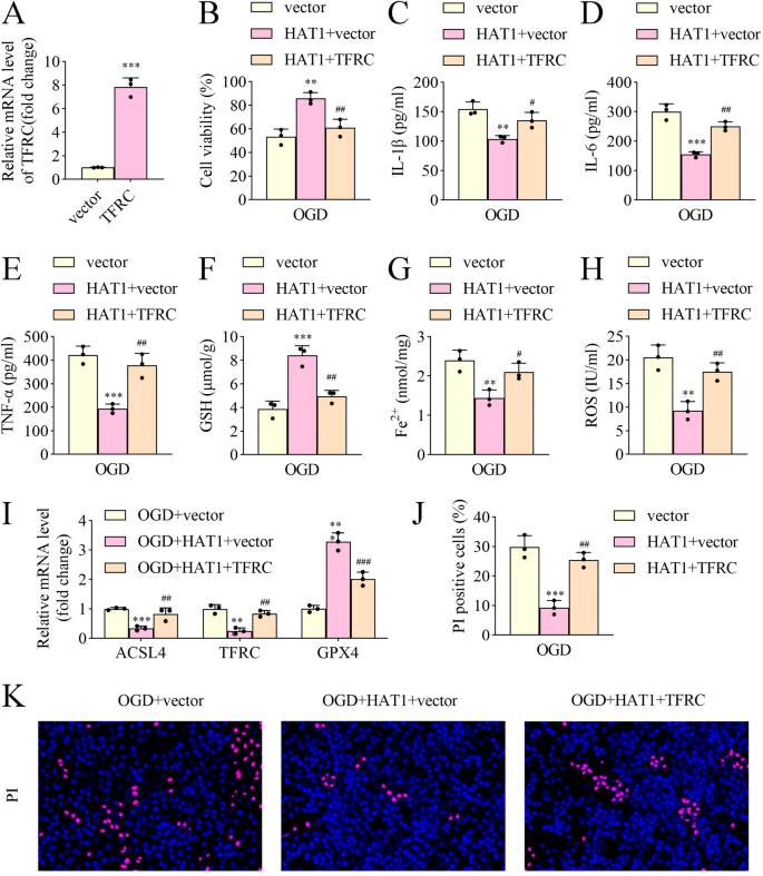 HAT1 Protects Against Cerebral Ischemia Injury by Inhibiting TFRC ...