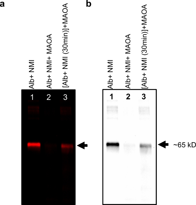 Theranostic Near-Infrared Monoamine Oxidase Inhibitor (NMI) Protein ...