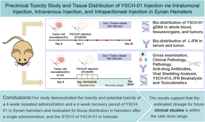 Preclinical Toxicity Study and Tissue Distribution of YSCH- 01 ...
