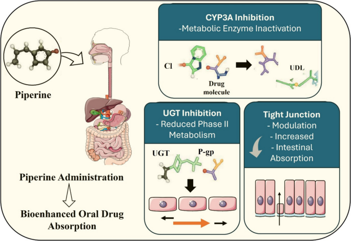 Metabolic Insights into Drug Absorption: Unveiling Piperine's ...