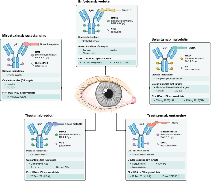 Bench-to-Bedside Perspectives on Ocular Toxicity of Antibody–Drug ...