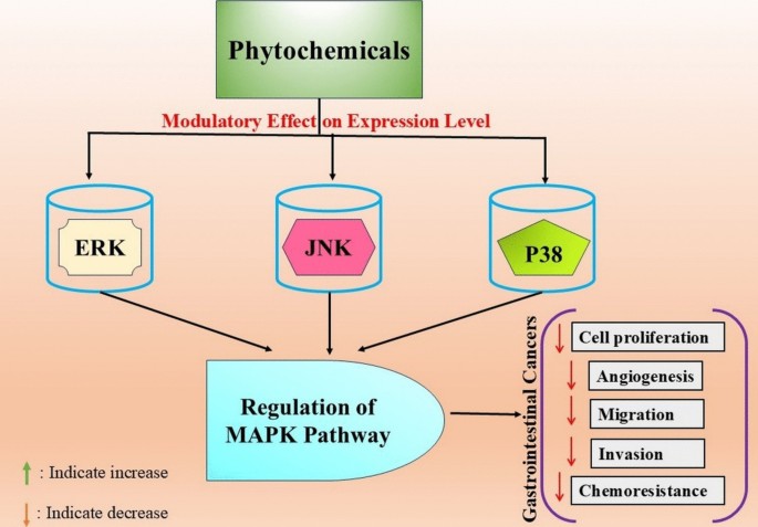 Modulation of Mitogen-Activated Protein Kinase (MAPK) Signaling Pathway ...