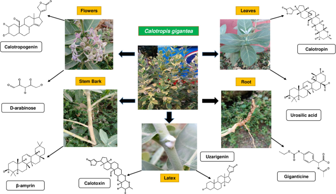 Giant milkweed: a comprehensive review of chemical constituents and ...