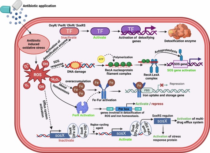 Mitigating ROS signalling pathway-mediated defence mechanism: a novel ...