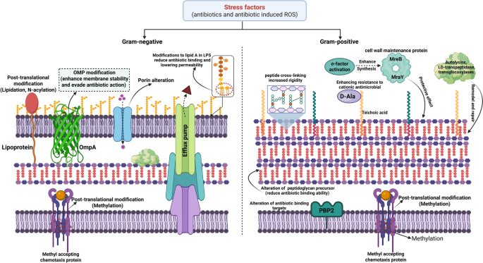 Mitigating ROS signalling pathway-mediated defence mechanism: a novel ...