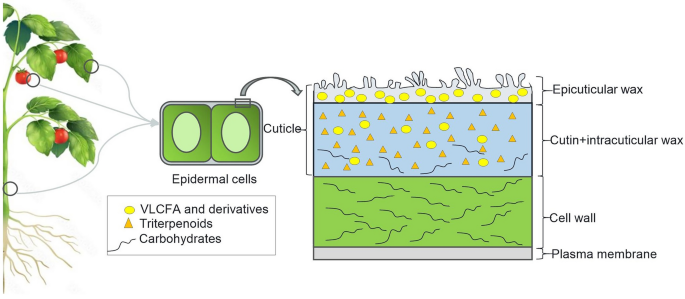 Plant Cuticle Cell