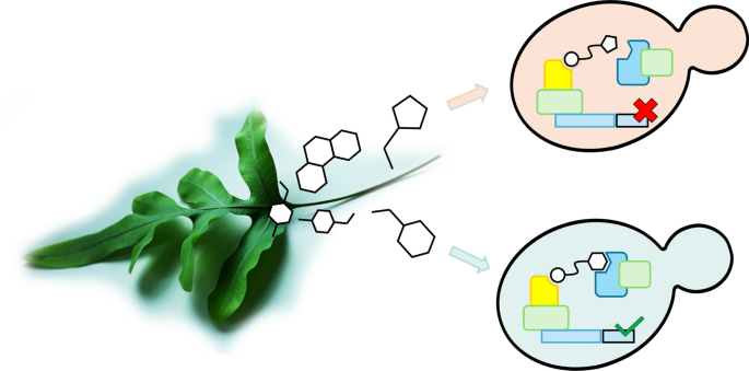 Perspective on yeast-3-hybrid assays for target identification of ...