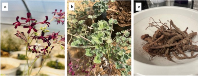 Phytochemical complexity, pharmacological significance and developed ...