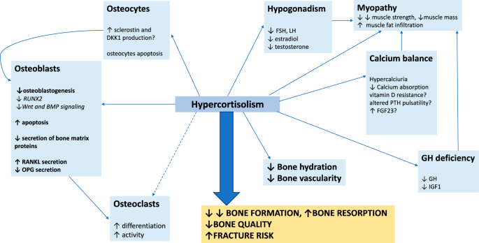 Cushing’s disease and bone | Pituitary