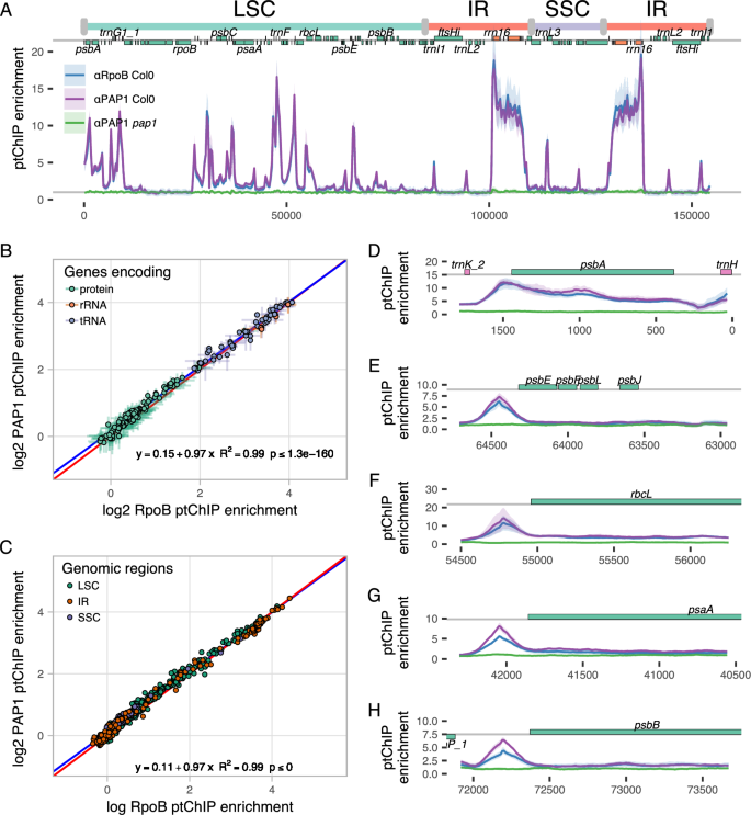 PAP1 and PAP7 are required for association of plastid-encoded RNA ...