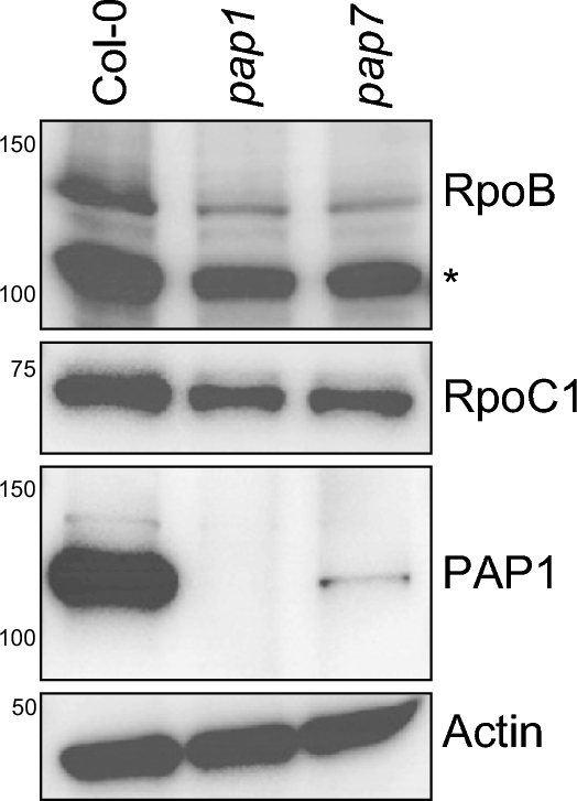 PAP1 and PAP7 are required for association of plastid-encoded RNA ...