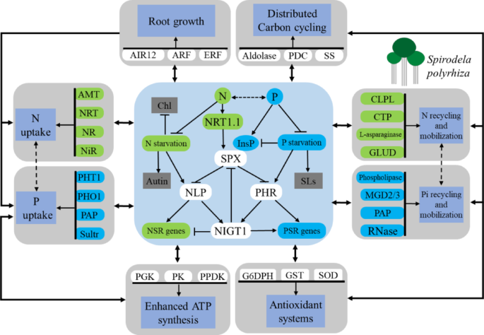 Physiological and transcriptomic analysis reveal the response mechanisms to nutrient ...