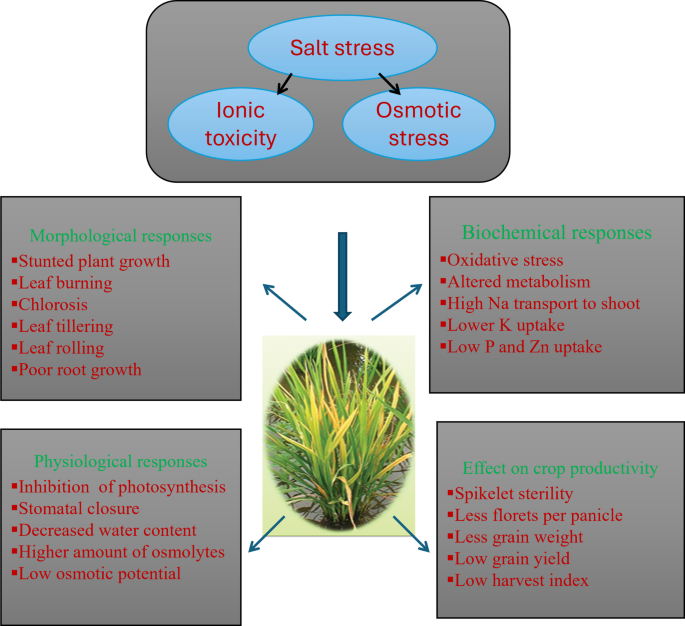 Molecular basis of salinity stress tolerance in wheat: implications for ...