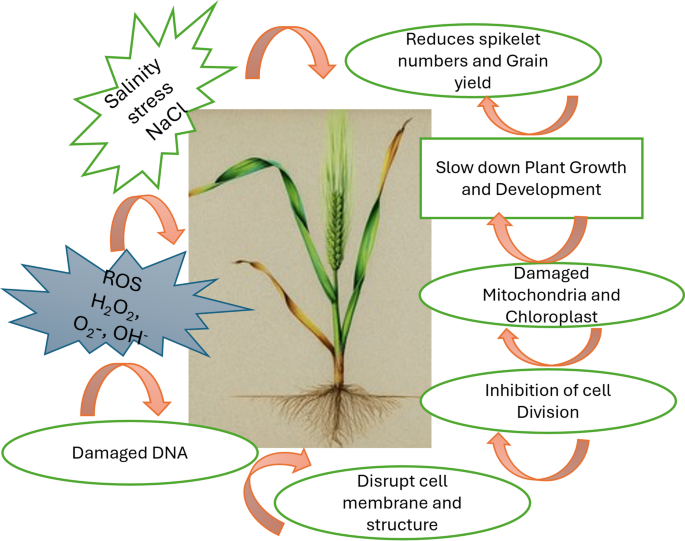Molecular basis of salinity stress tolerance in wheat: implications for ...