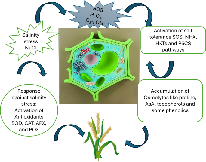 Molecular basis of salinity stress tolerance in wheat: implications for ...