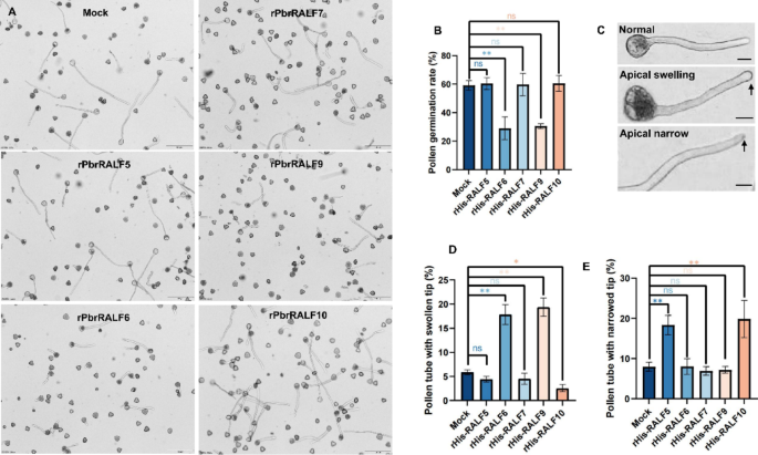 PbrRALF5/10 prevents incompatible pollen tube death by reconstructing ...